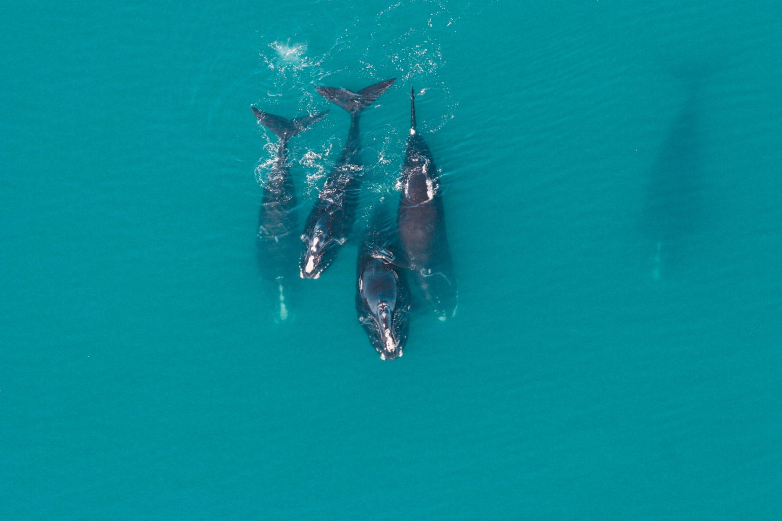 Right Whale Research - Clearwater Marine Aquarium