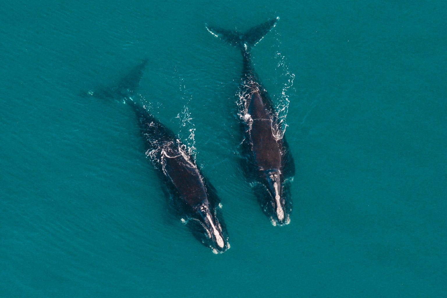 Right Whale Research - Clearwater Marine Aquarium