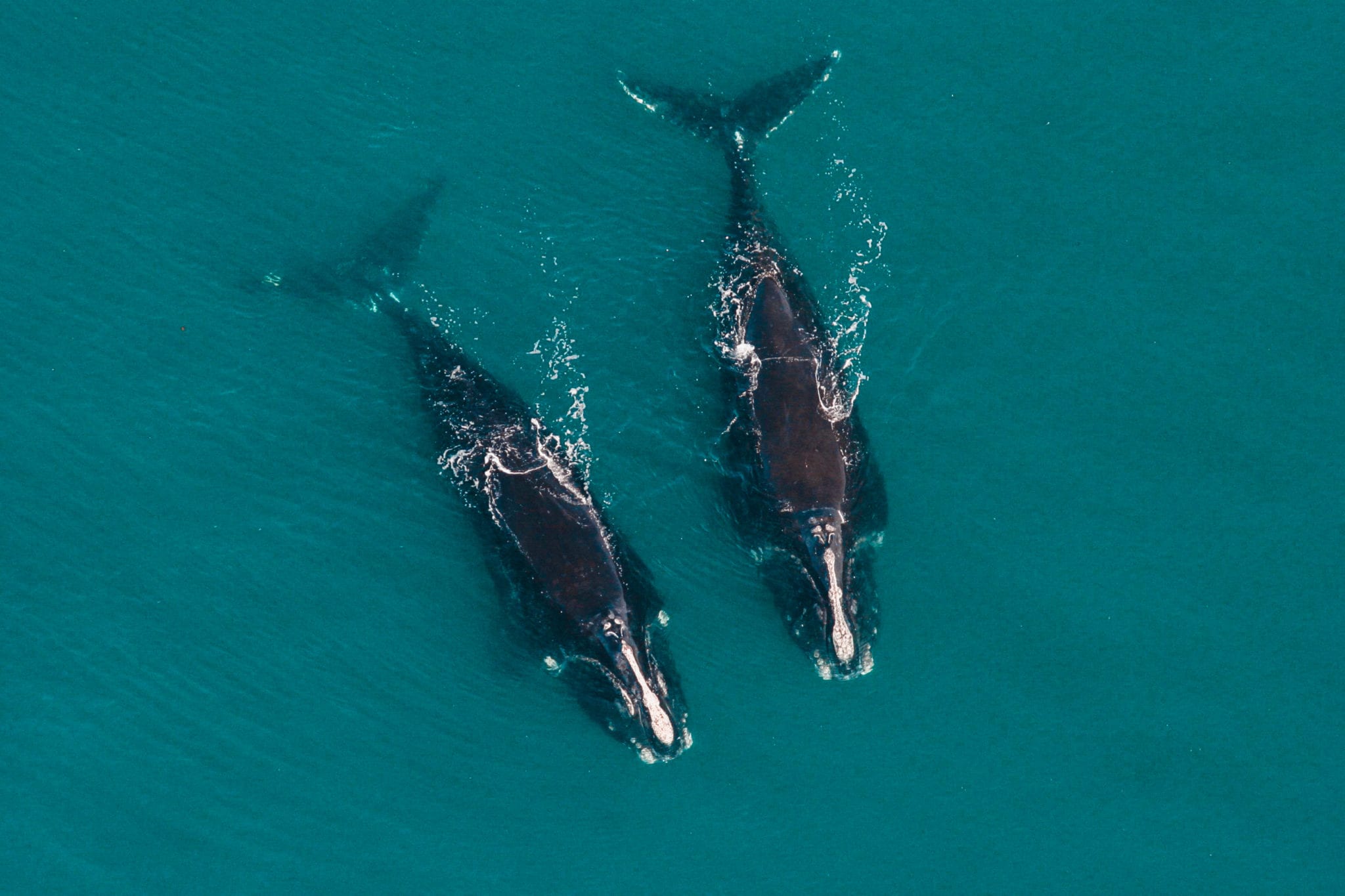Right Whale Research - Clearwater Marine Aquarium