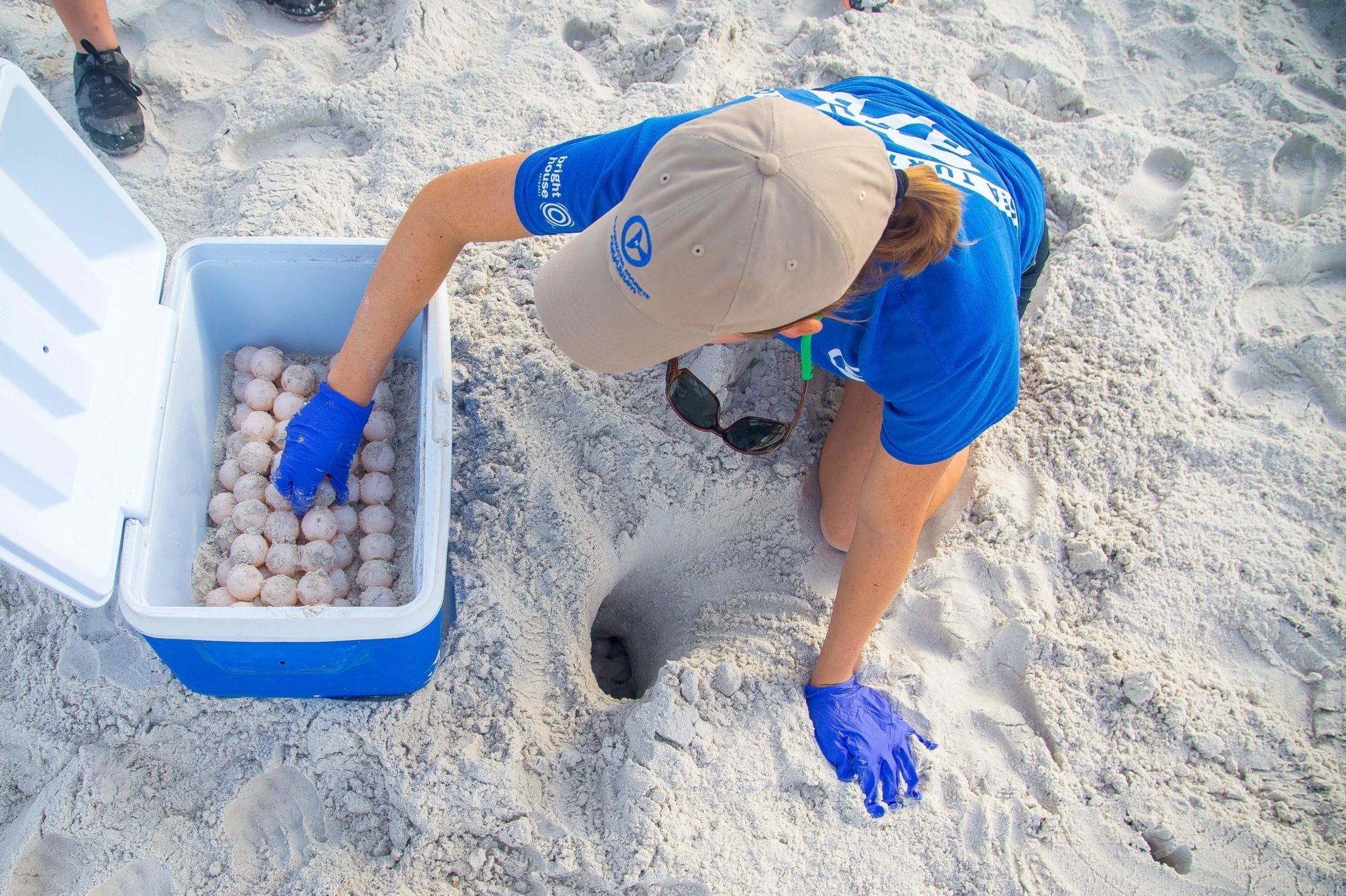 Sea Turtle Nesting - Clearwater Marine Aquarium