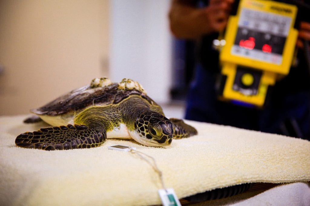 Current Hospital Patients - Clearwater Marine Aquarium
