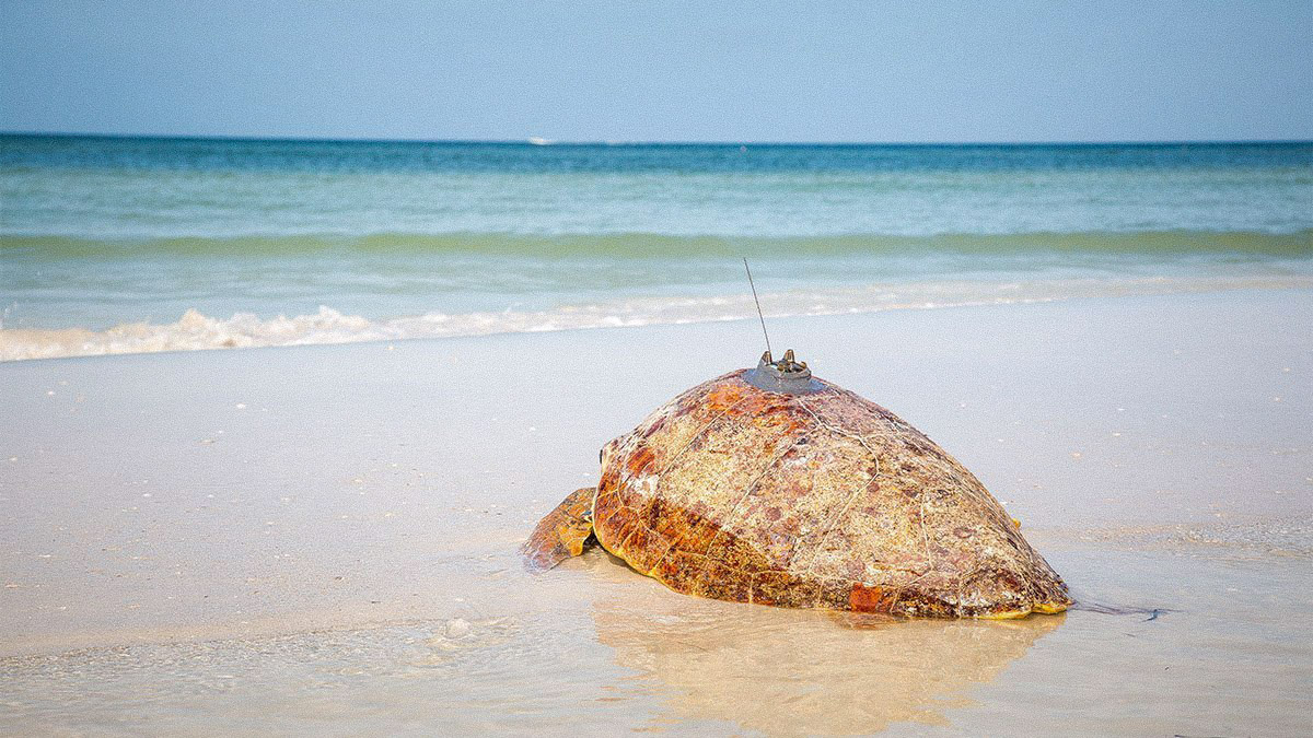 Conservation & Research - Clearwater Marine Aquarium