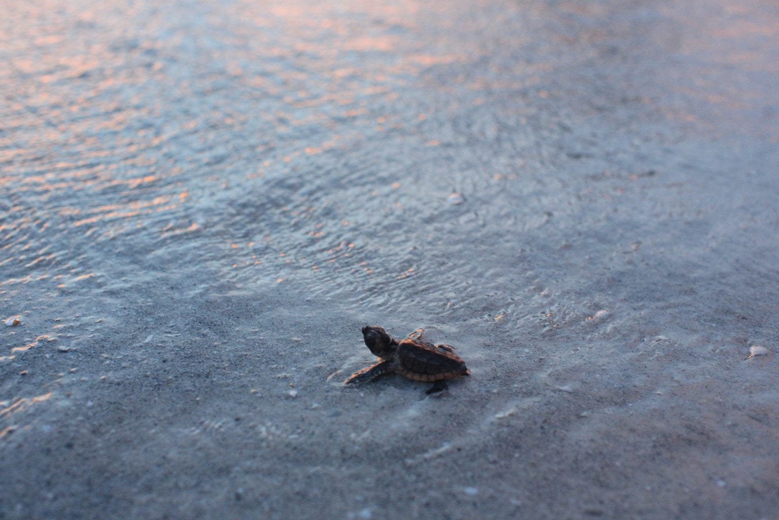 2020 Sea Turtle Nesting Season Tips - Clearwater Marine Aquarium