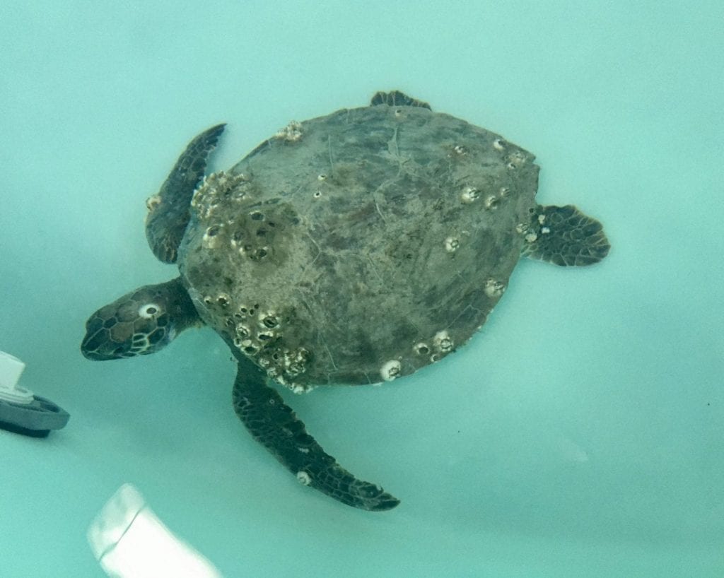 Sea Turtle Hospital Patient - Apollo - Clearwater Marine Aquarium