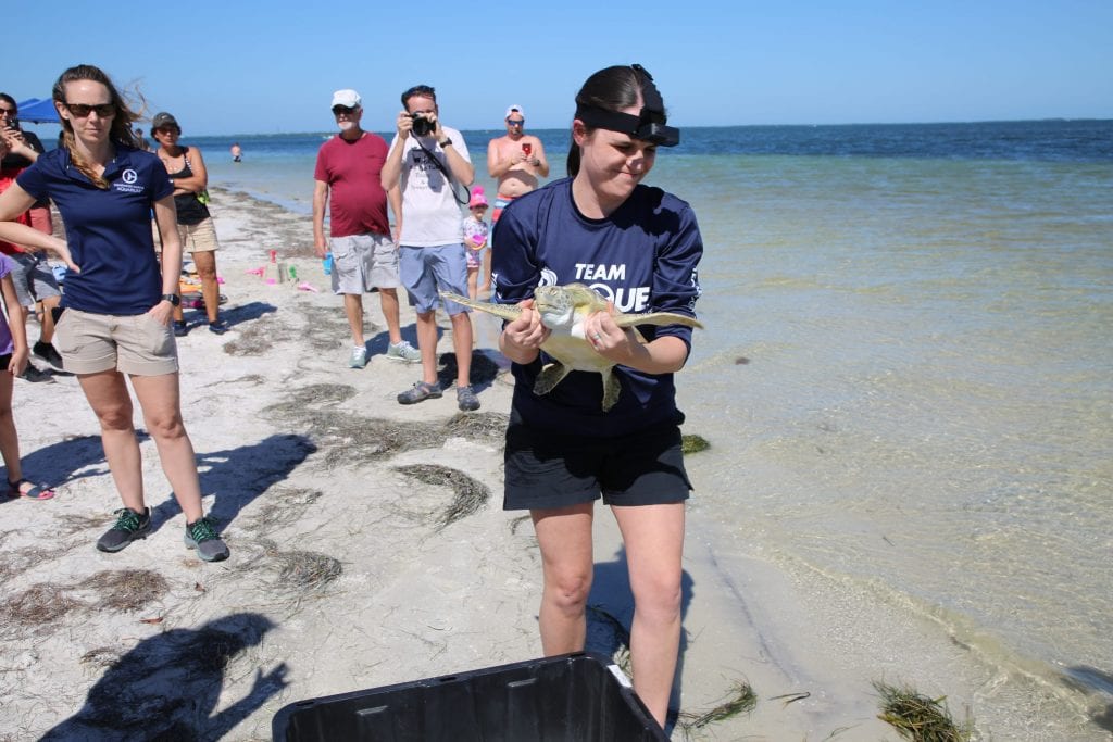Green Sea Turtle Release at Fred Howard Park – Small Fry - Clearwater ...