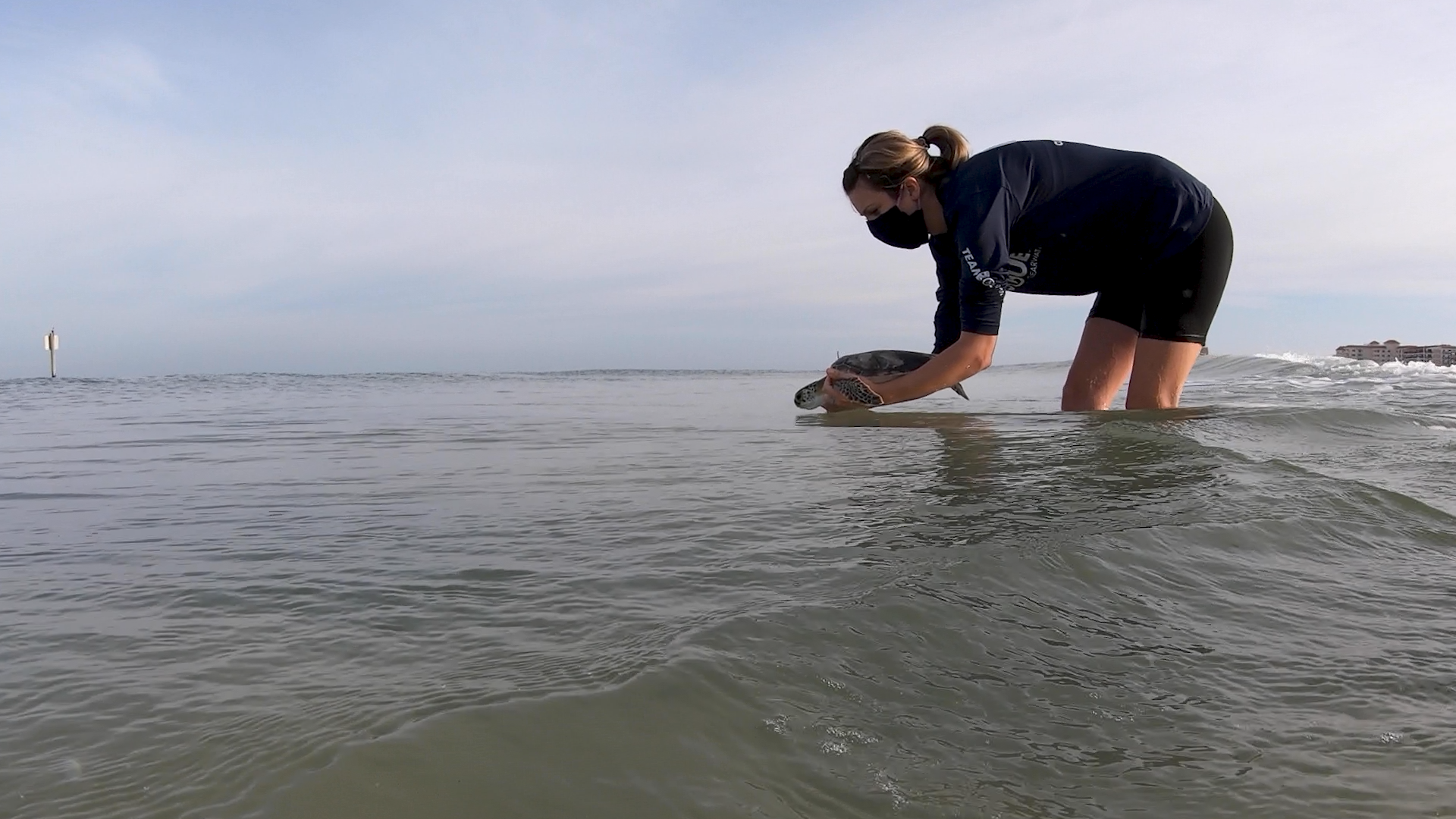 Green Sea Turtle Release at Clearwater Beach – Maggie Mae - Clearwater ...