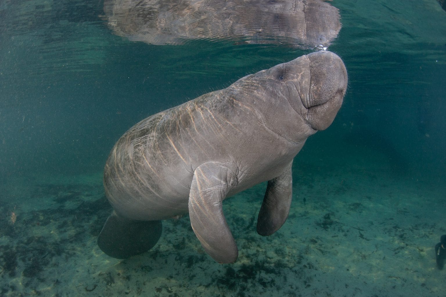 Manatee Research - CMA Research Institute