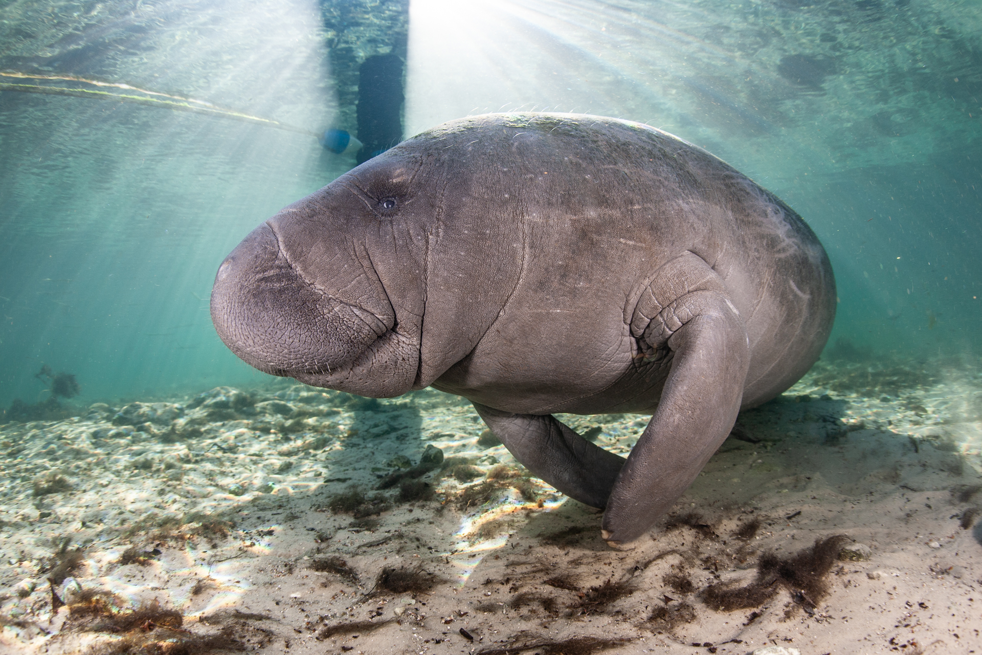 Manatee Research - CMA Research Institute