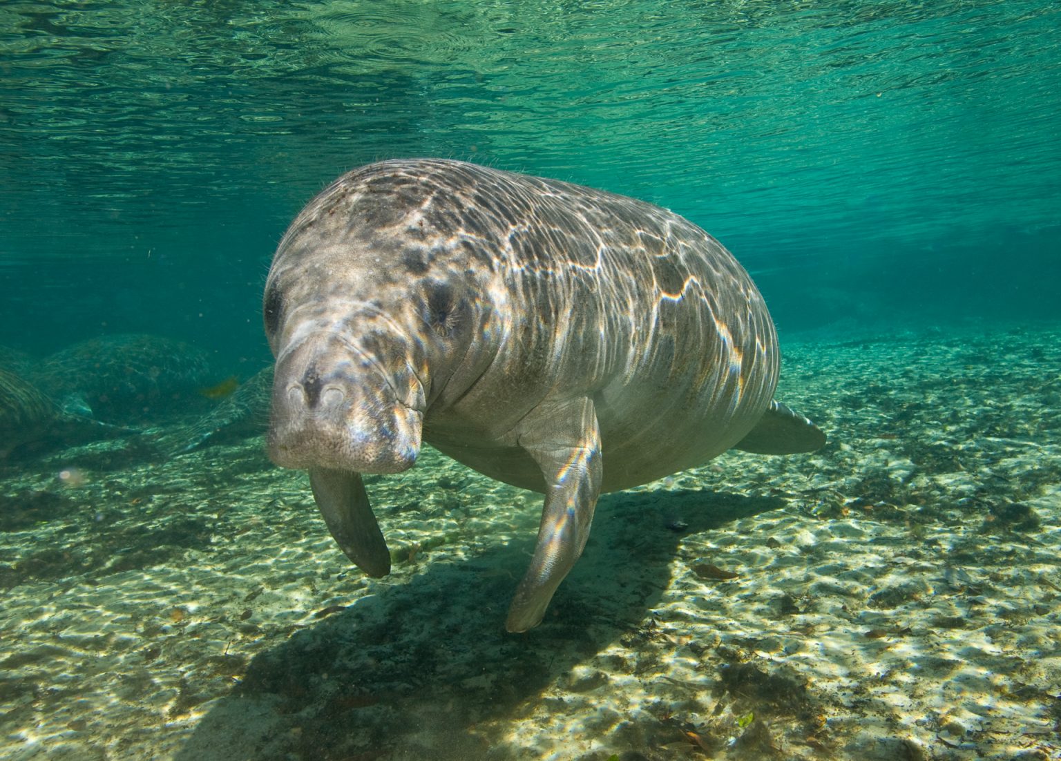 Manatee Research - CMA Research Institute