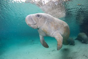 Manatee Research - CMA Research Institute