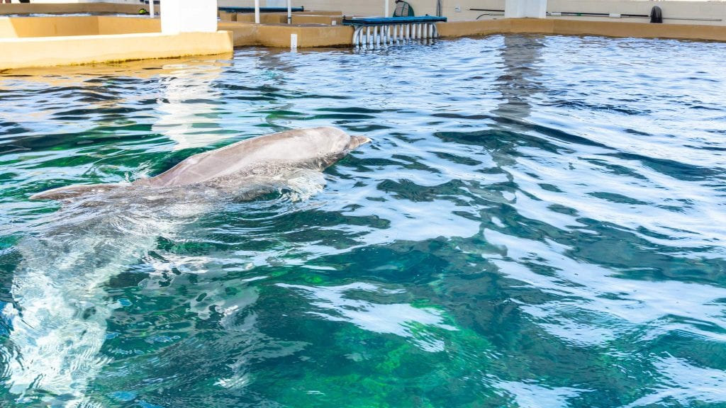CMA Rescued Resident - Hemingway - Clearwater Marine Aquarium