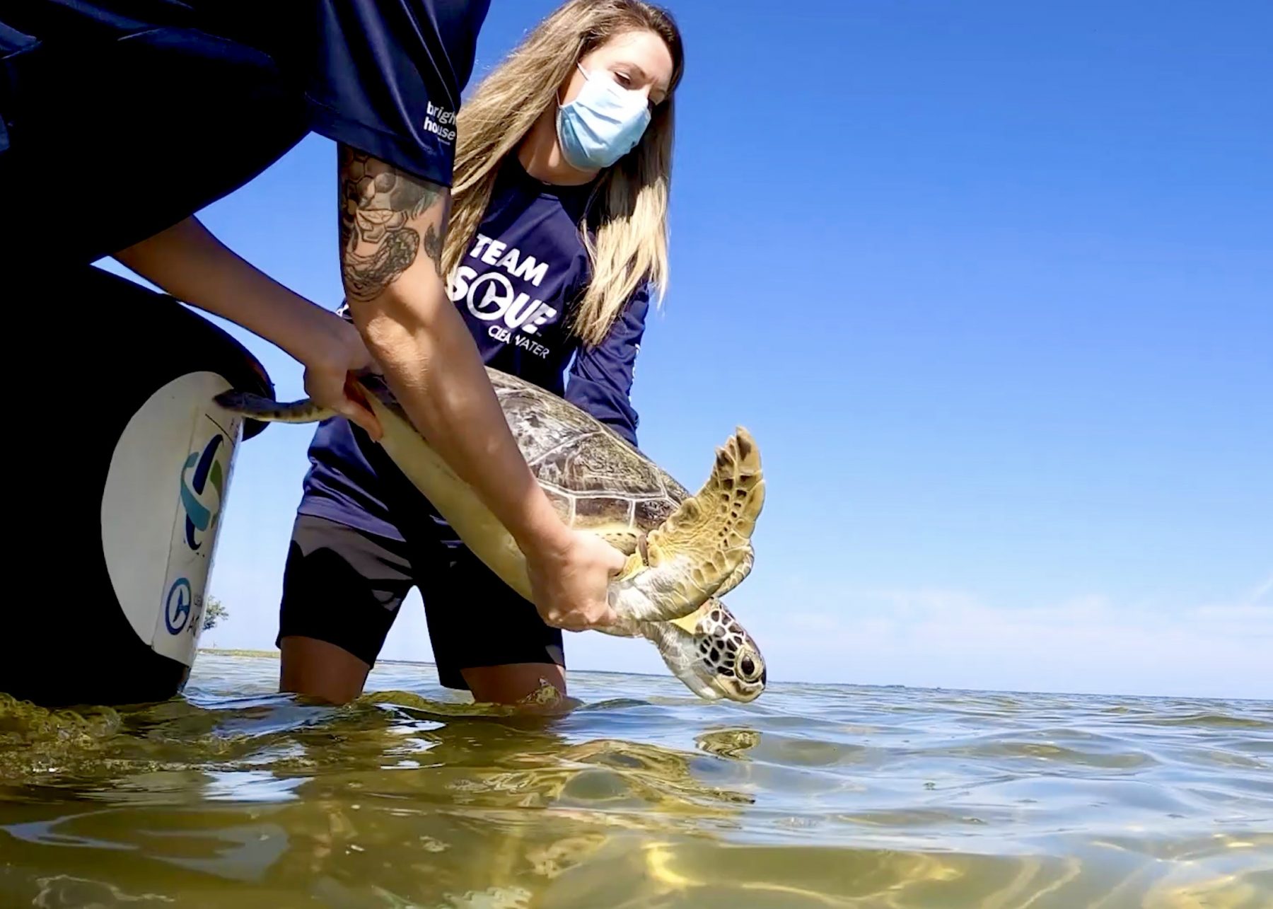 Two Green Sea Turtles Released at Fred Howard Park - Clearwater Marine ...