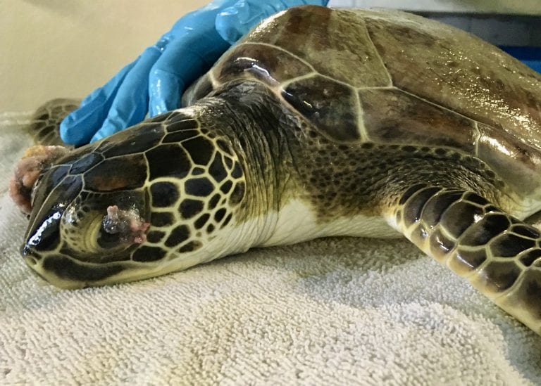 Sea Turtle Hospital Patient – Zero - Clearwater Marine Aquarium