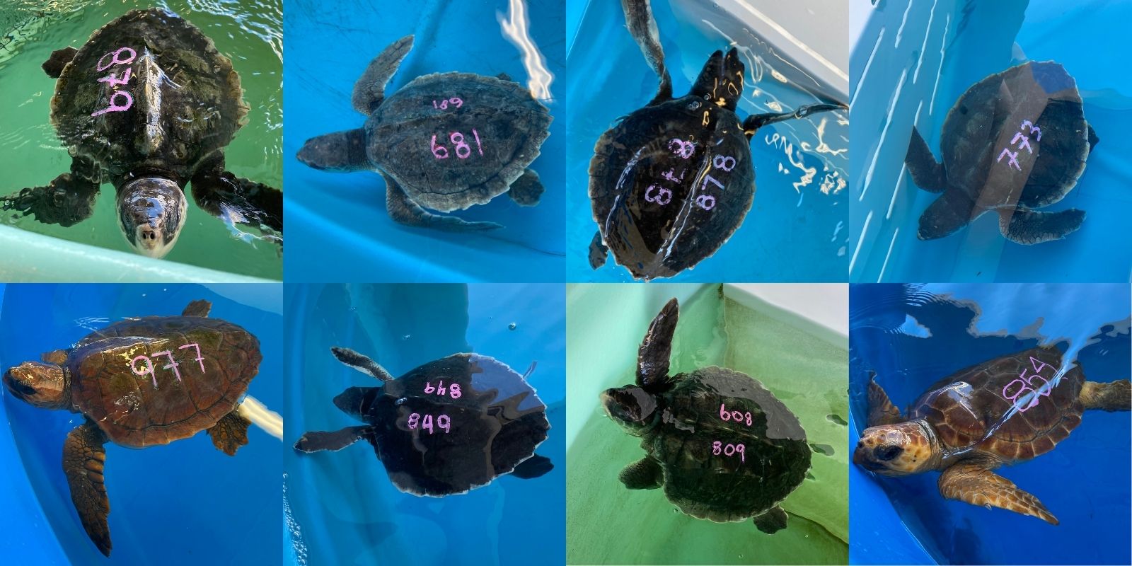 Loggerhead Sea Turtles Swimming