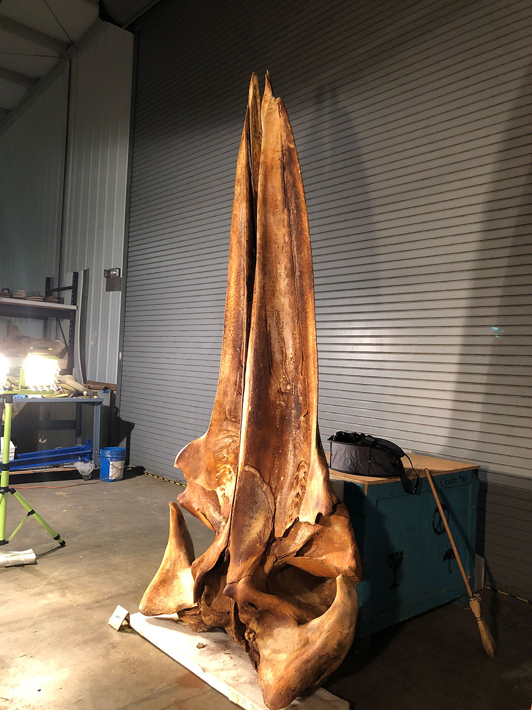New Whale Species Discovered - Clearwater Marine Aquarium