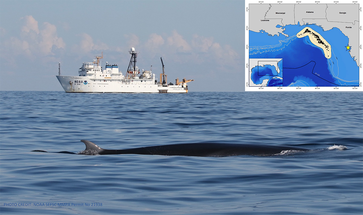 New Whale Species Discovered - Clearwater Marine Aquarium