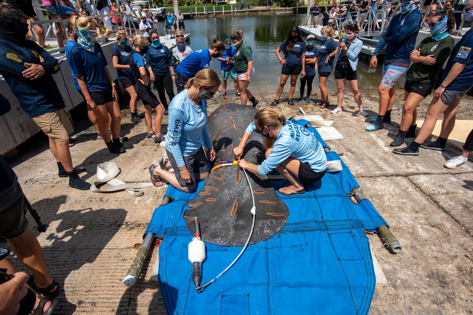 Manatee Tracking - Chessie - Clearwater Marine Aquarium
