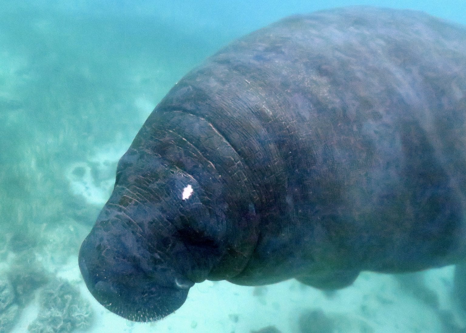 Manatee Tracking - Juanita - Clearwater Marine Aquarium