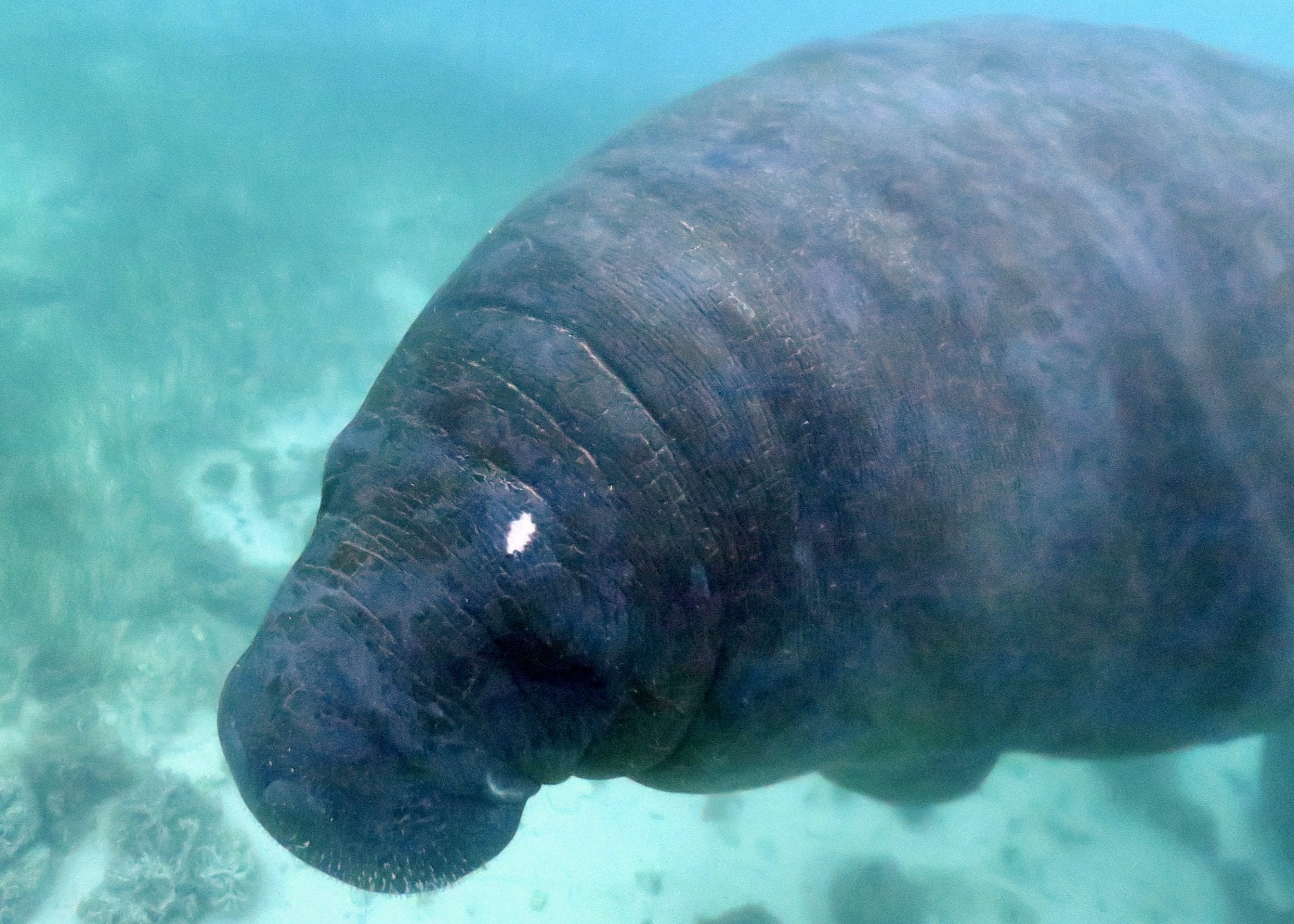 Manatee Tracking - Juanita - Clearwater Marine Aquarium