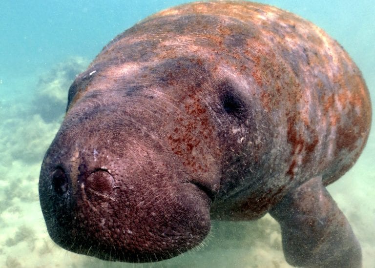 Manatee Tracking - Lupita - Clearwater Marine Aquarium