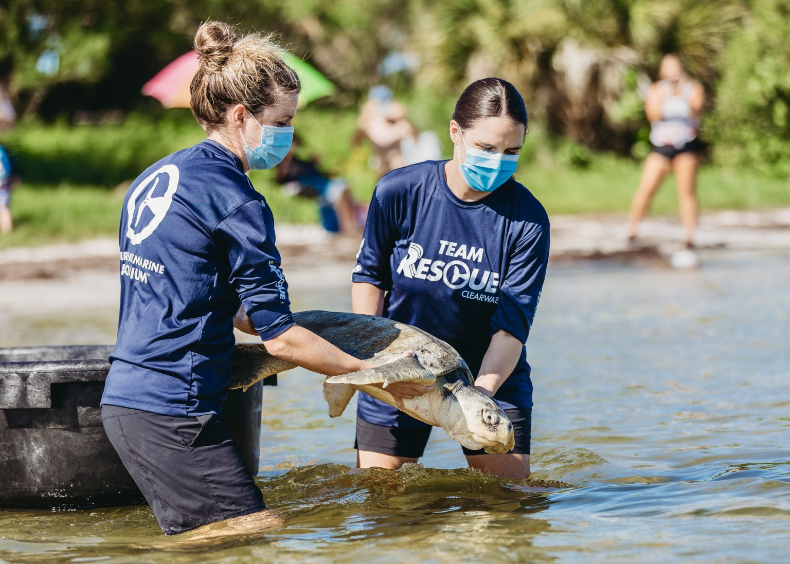 Four Sea Turtles Released at Fred Howard Park - Clearwater Marine Aquarium