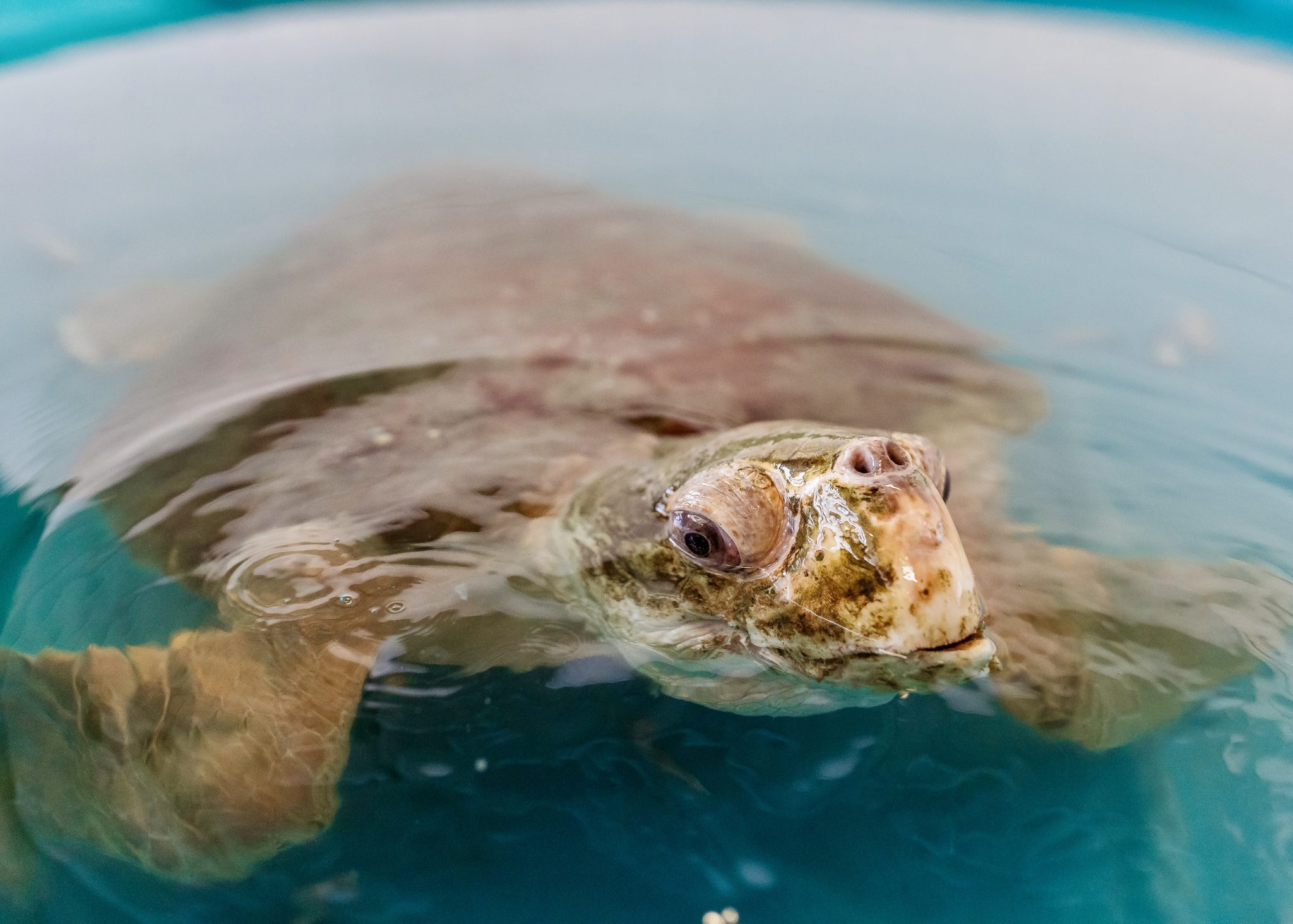 Sea Turtle Hospital Patient – Dorothy - Clearwater Marine Aquarium