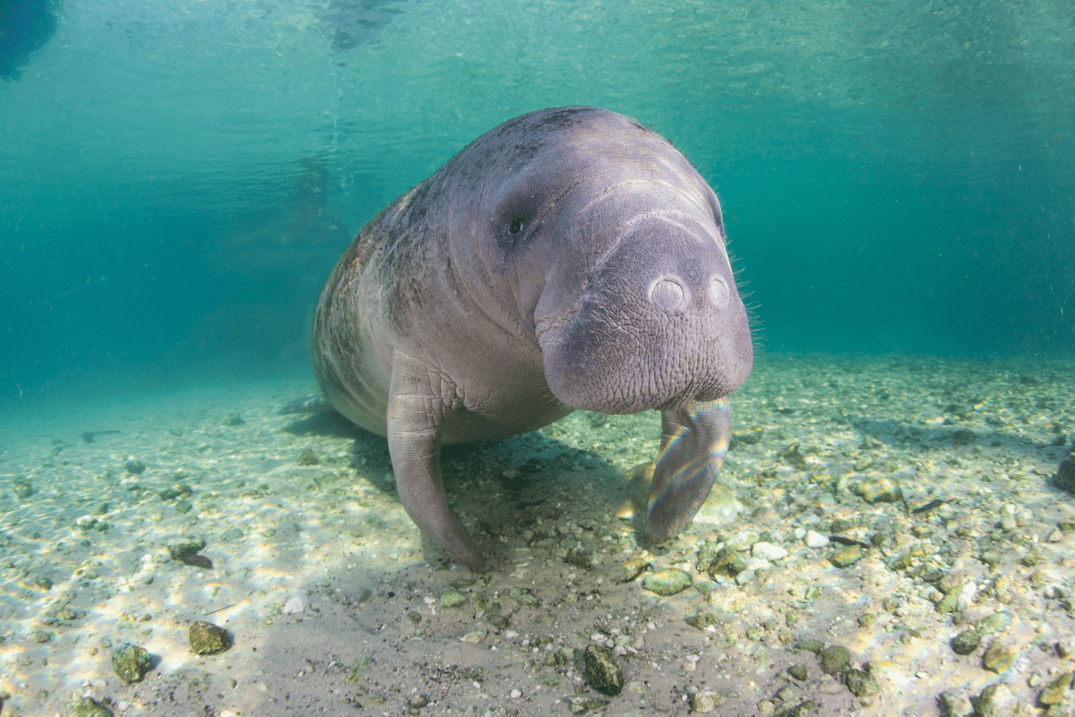 Manatee Unusual Mortality Event - Clearwater Marine Aquarium