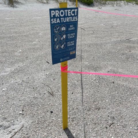 Grant Awarded for Sea Turtle Nesting Signage - Clearwater Marine Aquarium
