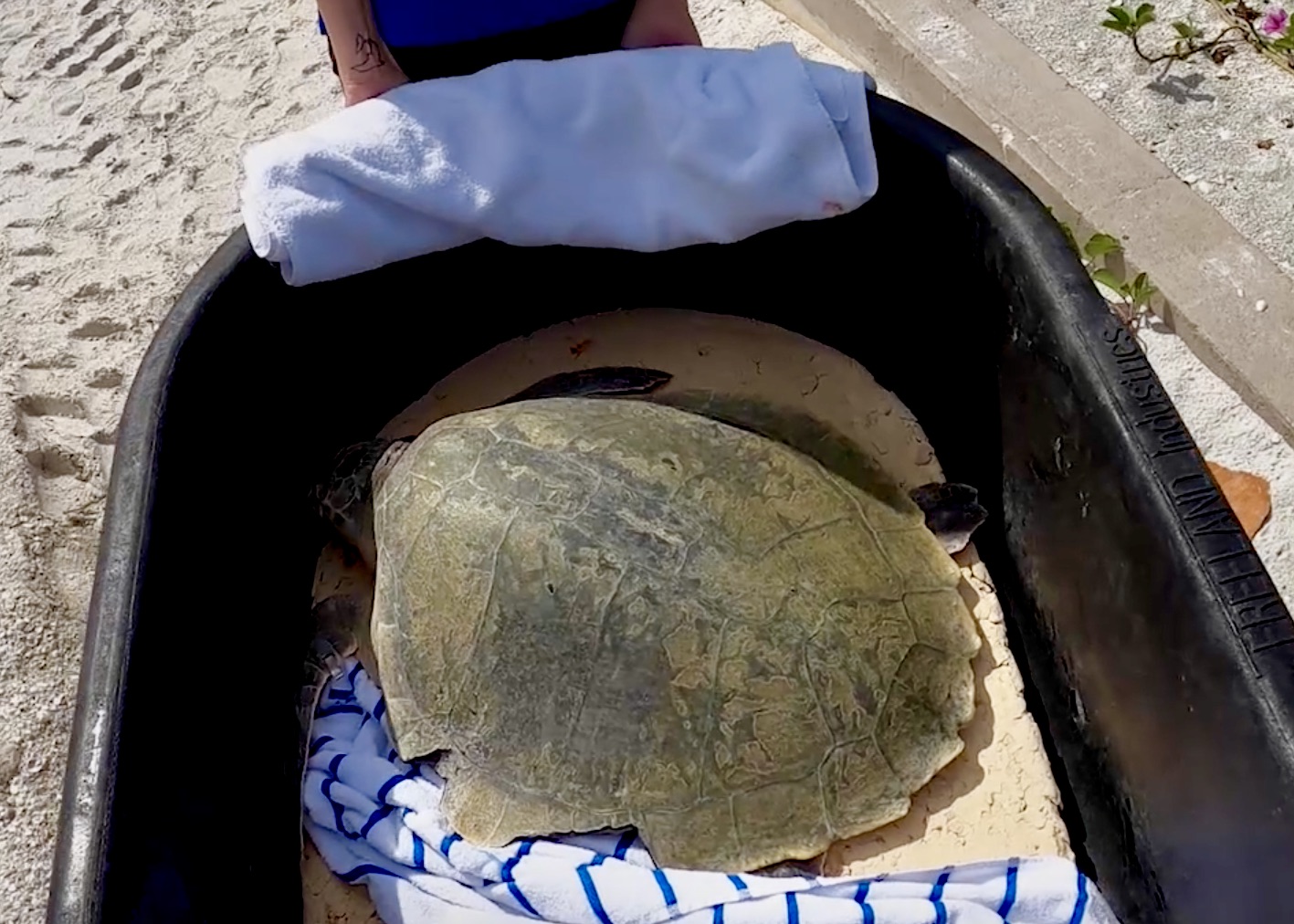 Howie Heads Home After Recovering From Red Tide - Clearwater Marine ...