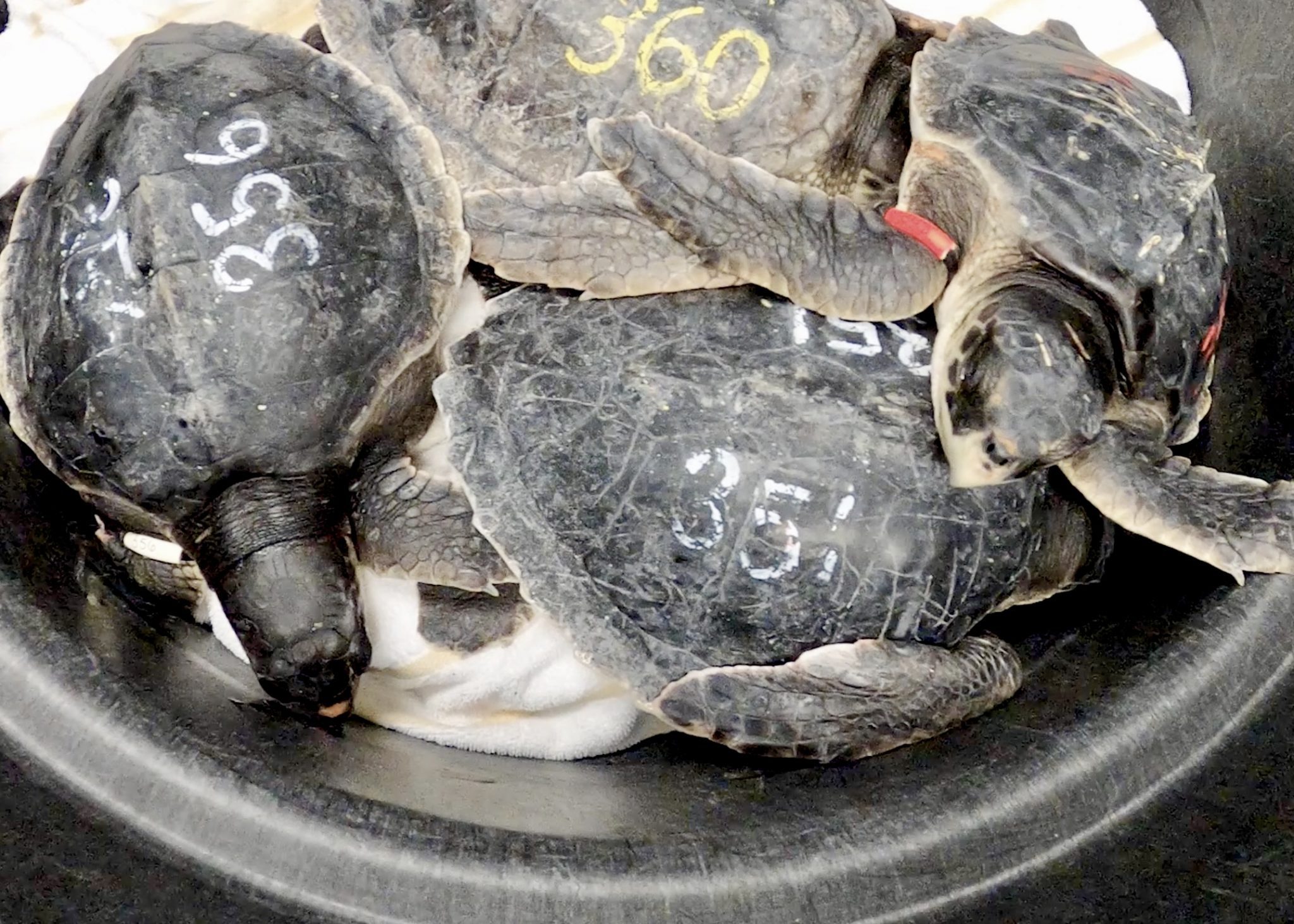 Kemp's Ridley Cold-Stun Sea Turtles From New England - Clearwater ...