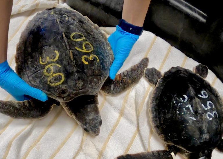 Kemp's Ridley Cold-Stun Sea Turtles From New England - Clearwater ...