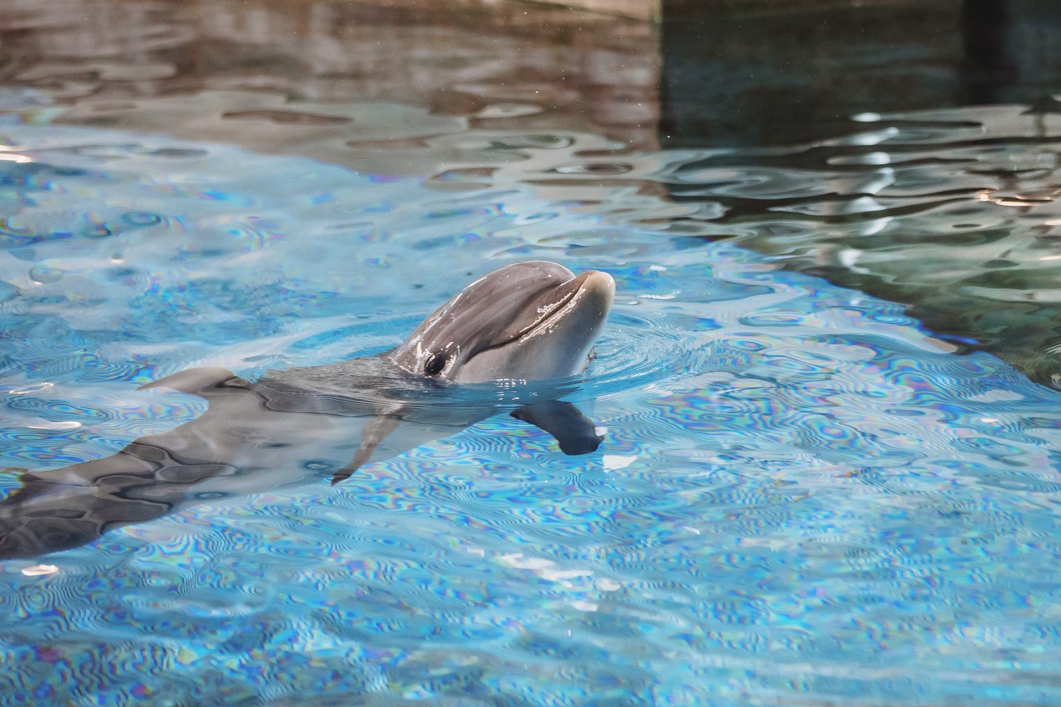 Press Releases Archives - Clearwater Marine Aquarium