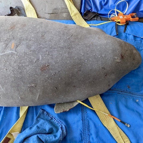 Manatee Tracking - Marduk - Clearwater Marine Aquarium