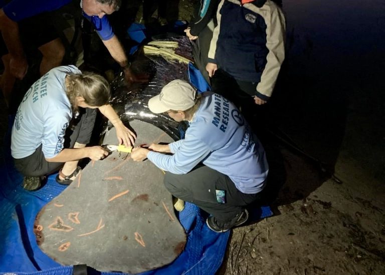 Manatee Tracking - Marduk - Clearwater Marine Aquarium