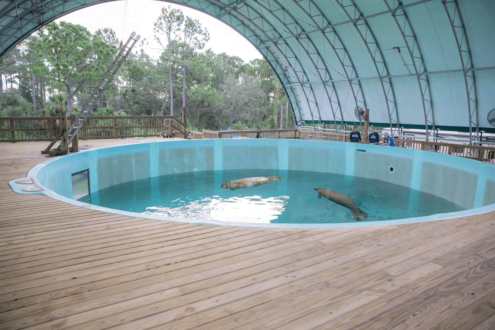 Clearwater Marine Aquarium Announces Manatee Survival Plan