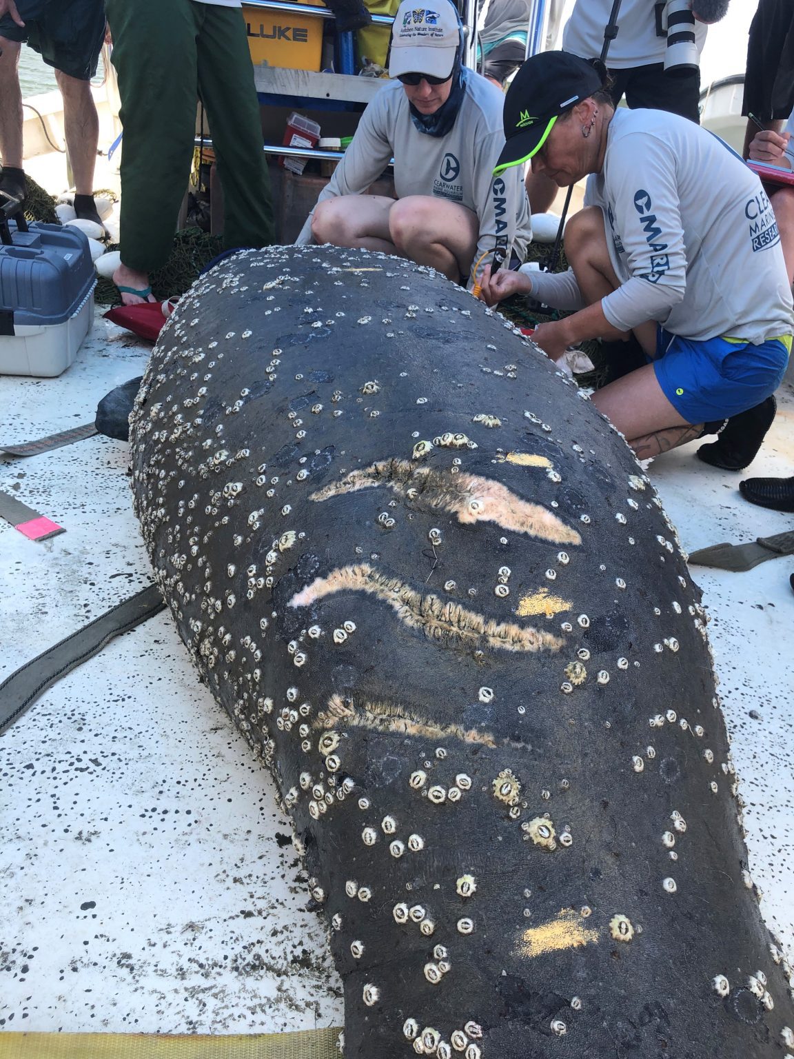 Study Confirms Belizean Manatees Face Similar Fate to Florida Manatees ...