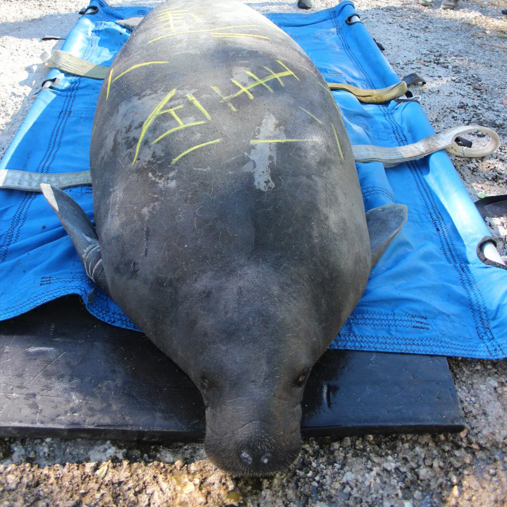 Manatee Tracking - Eleven - Clearwater Marine Aquarium