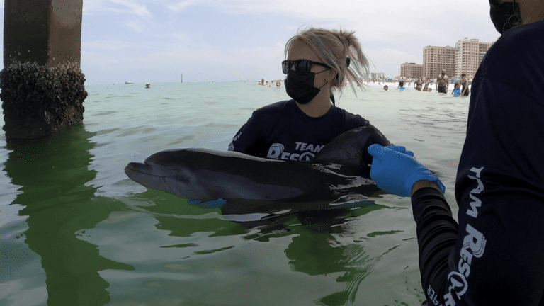 CMA Rescue Team Helps Rescue Entangled Dolphin Calf - Clearwater Marine ...