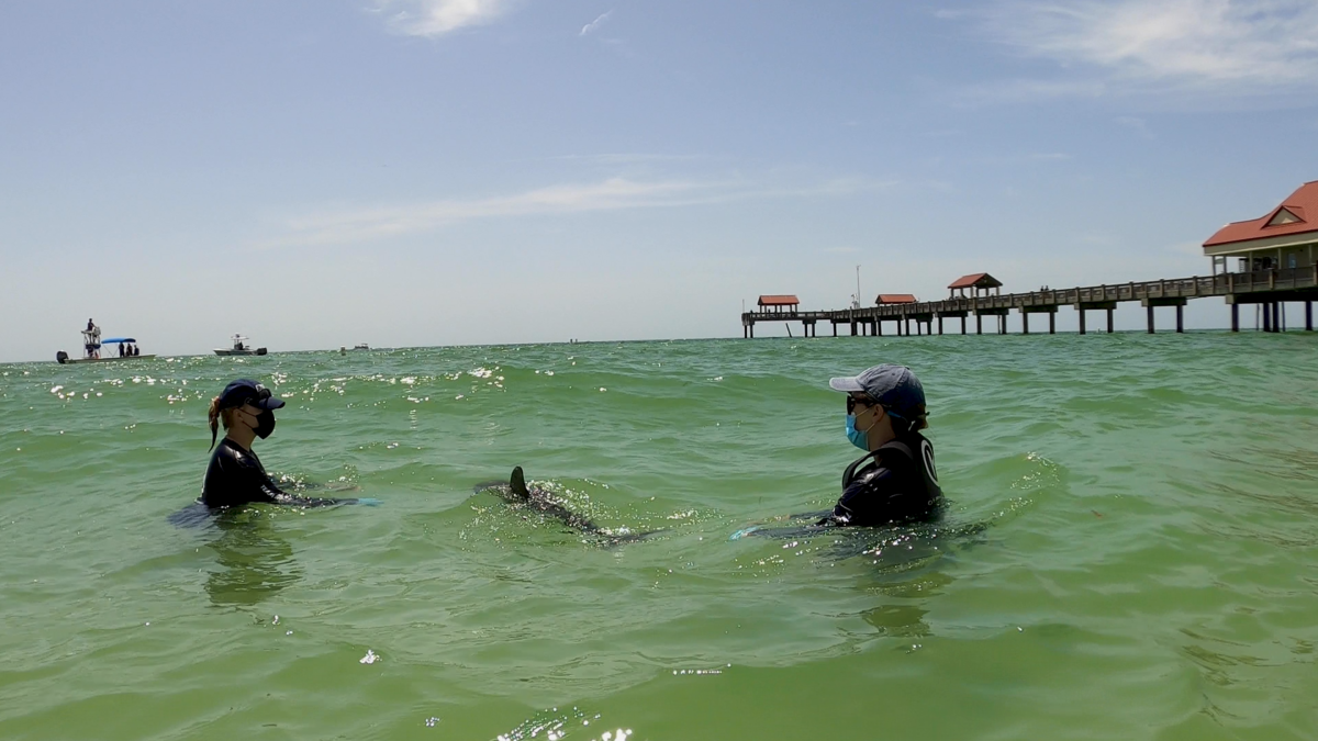CMA Rescue Team Helps Rescue Entangled Dolphin Calf - Clearwater Marine ...