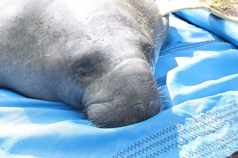 Manatee Tracking - Inigo - Clearwater Marine Aquarium