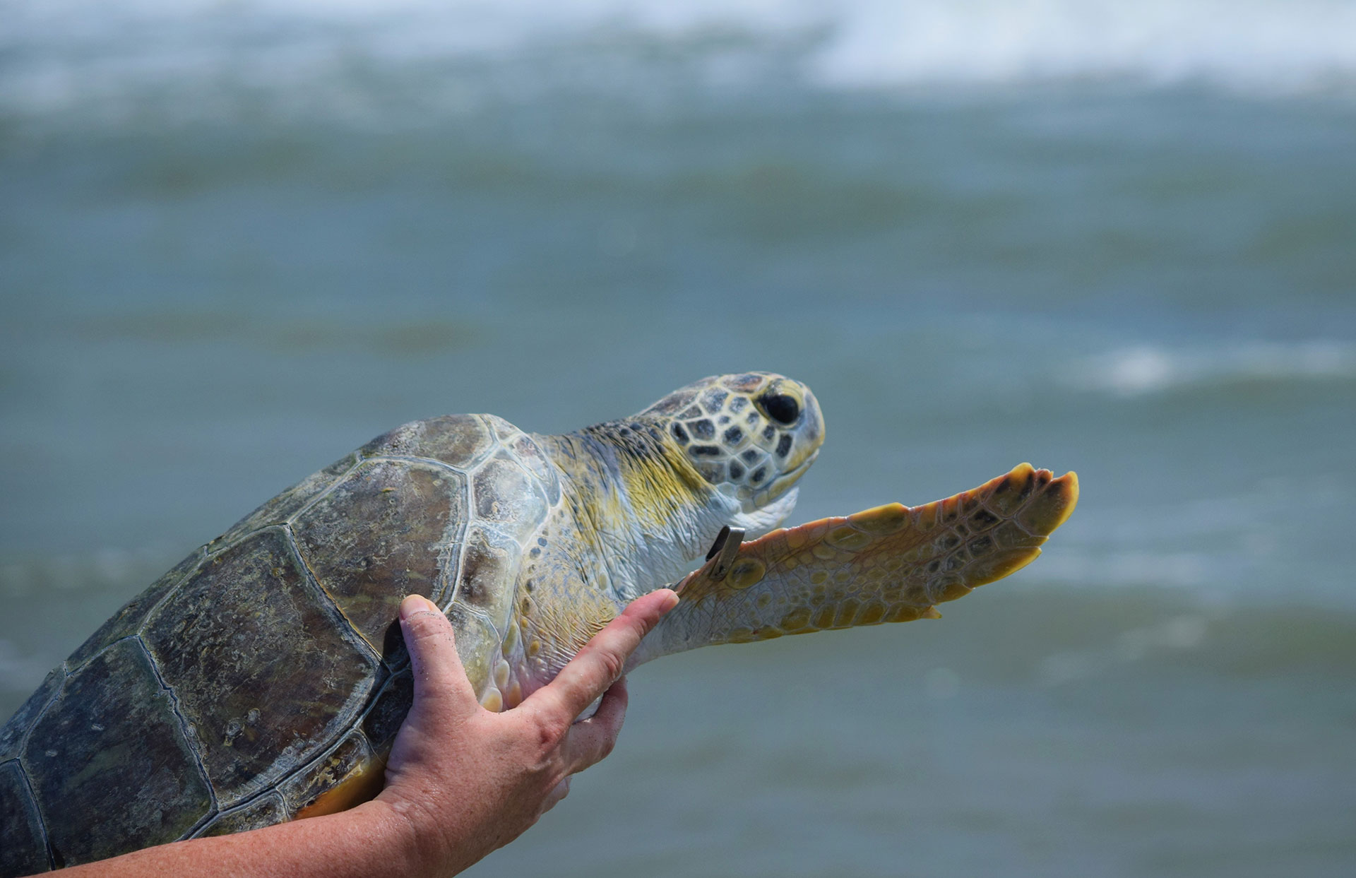 Several Rescued Sea Turtles Released with Help From Partners Around the ...