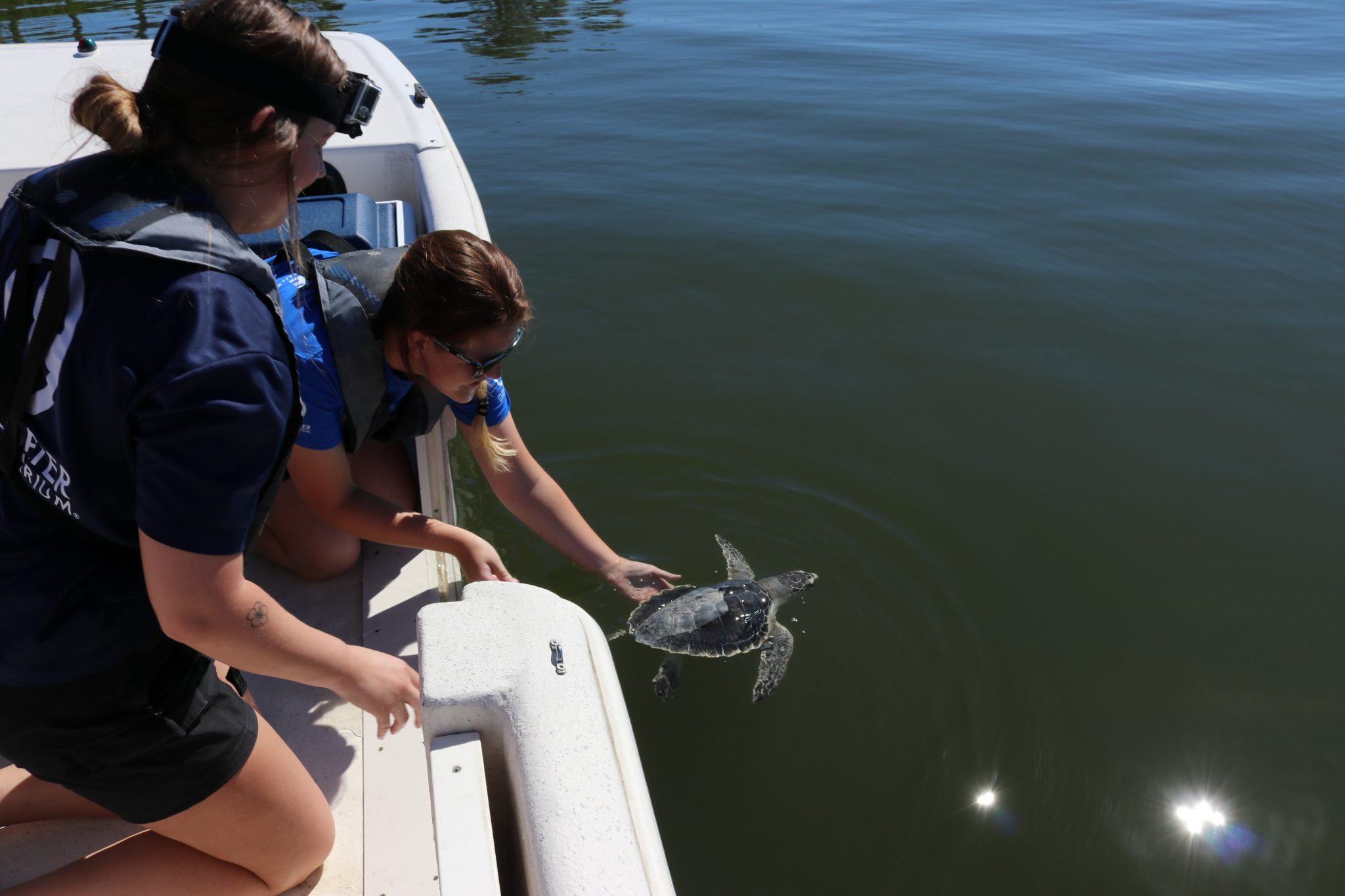 3 Sea Turtles Released on the Gulf Coast - Clearwater Marine Aquarium