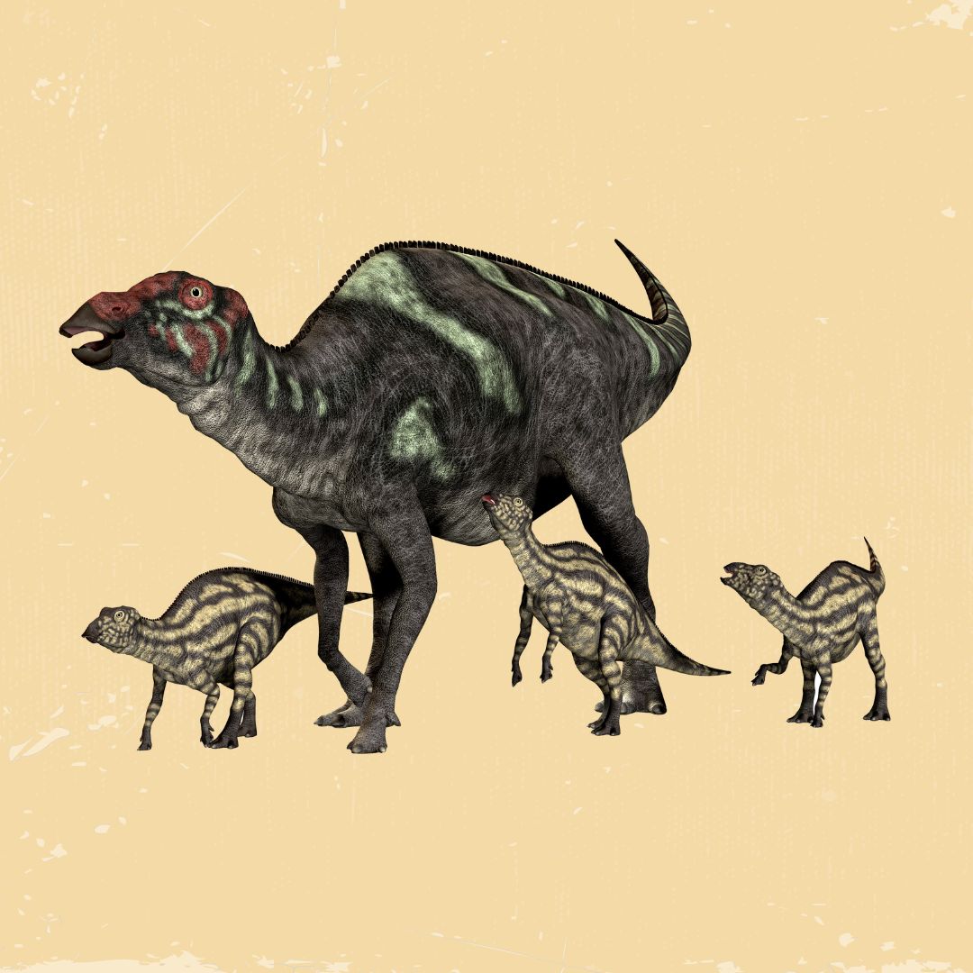 Dino Rescue Patients – Maya - Clearwater Marine Aquarium