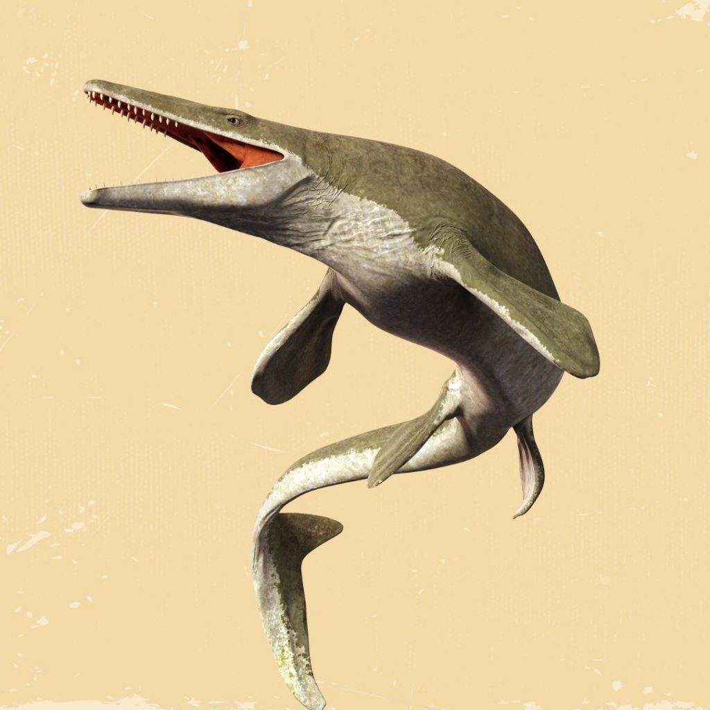 Dino Rescue Patients – Mosely - Clearwater Marine Aquarium