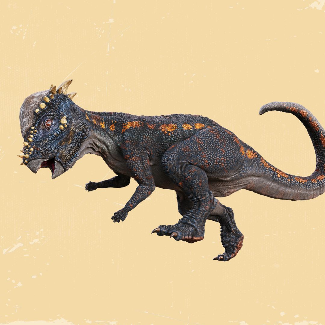 Dino Rescue Patients – Einstein & Benjamin - Clearwater Marine Aquarium