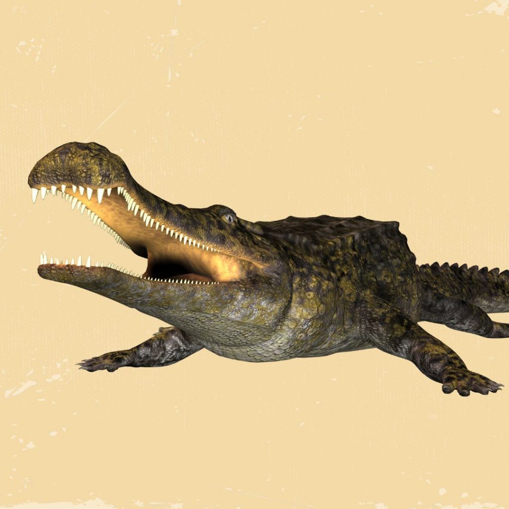 Dino Rescue Patients – Al - Clearwater Marine Aquarium