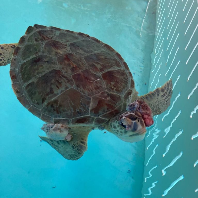 Sea Turtle Hospital Patient – Great Basin - Clearwater Marine Aquarium