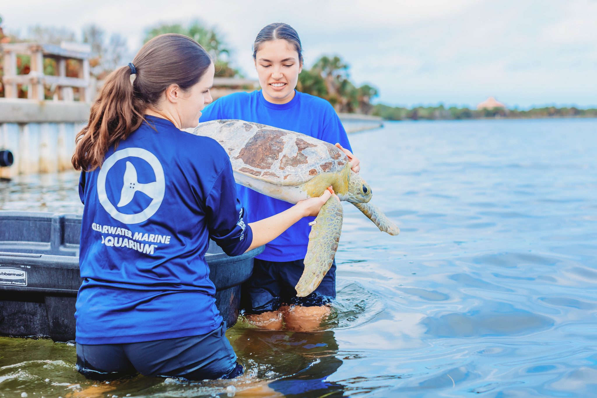 2-green-sea-turtles-released-at-honeymoon-island-clearwater-marine