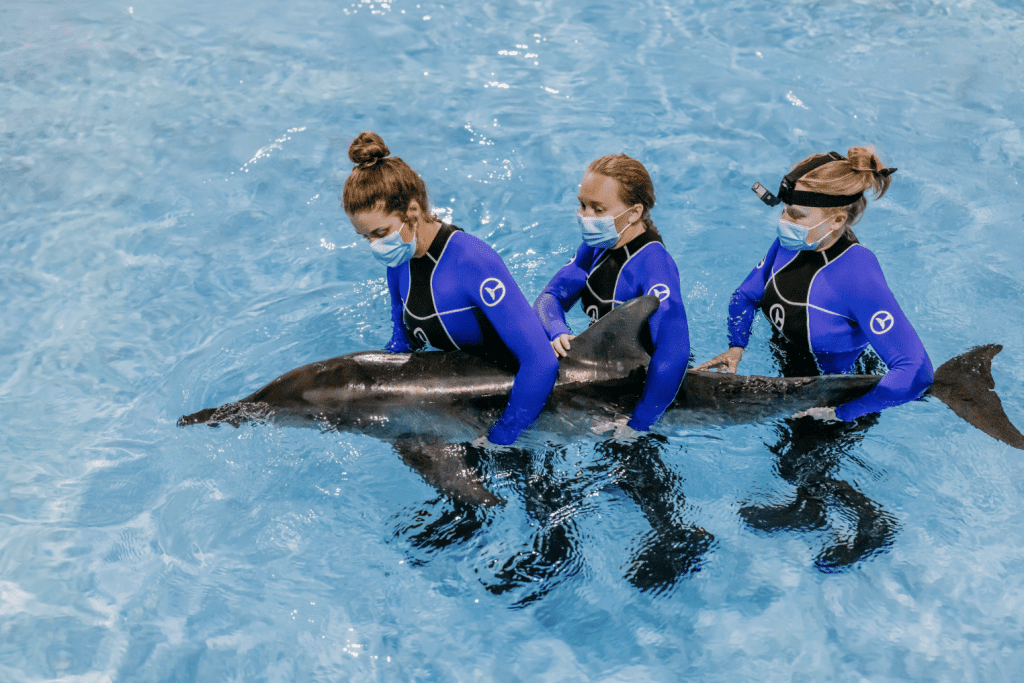 A Resilient Dolphin, Rehabbing at Clearwater Marine Aquarium