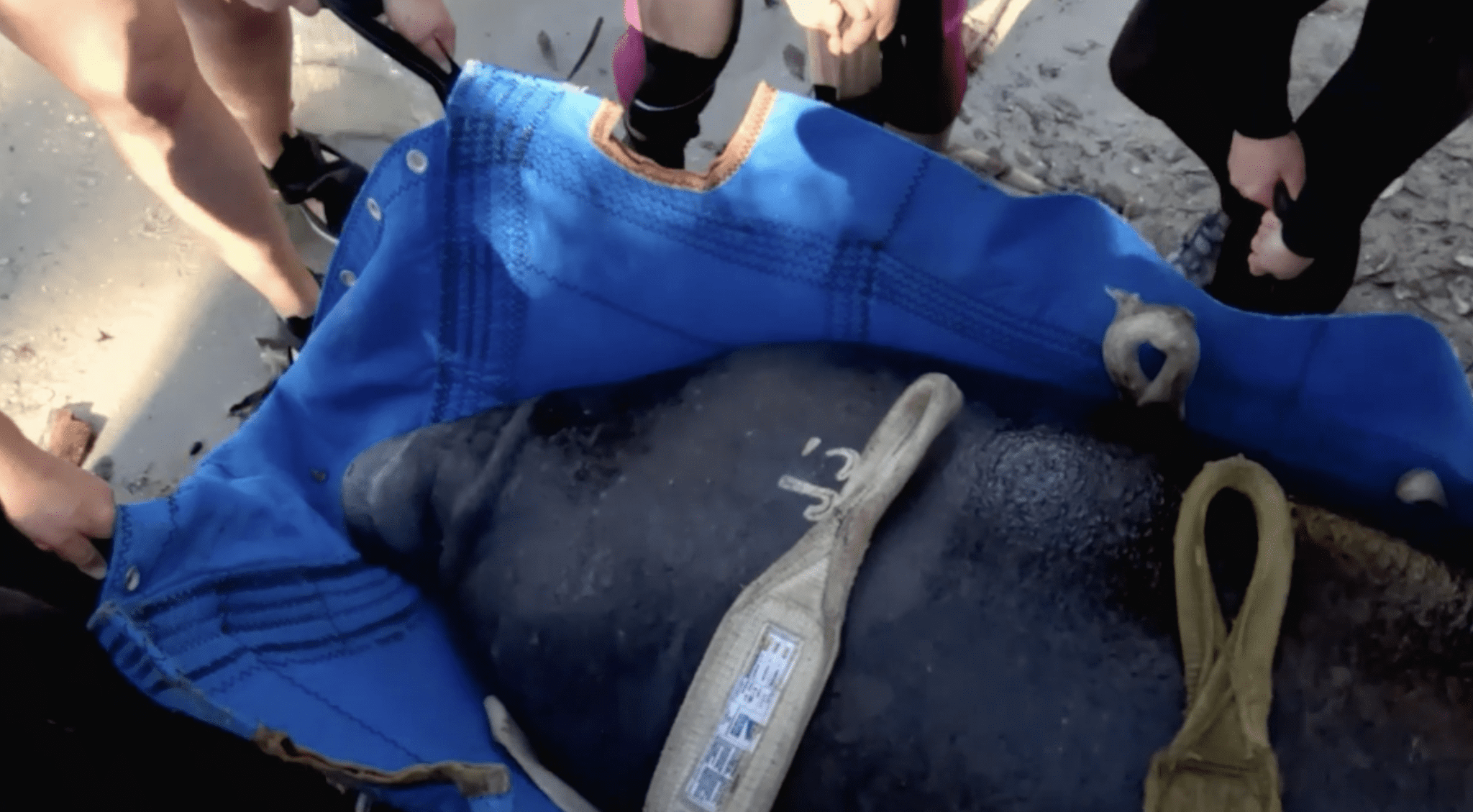 Clearwater Marine Aquarium Tags Record 18 Rehabbed Manatees Over 8 Days